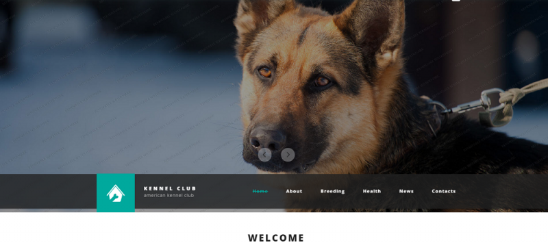 50 best Animal and Pets HTML templates
