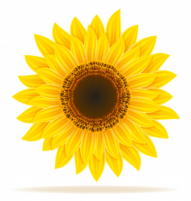 50+ Sunflower Illustration 2020: How to Use Sunflower Illustrations
